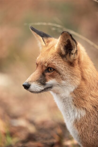 Her better side - Fox Photo Print- Putman and Robin's Shop