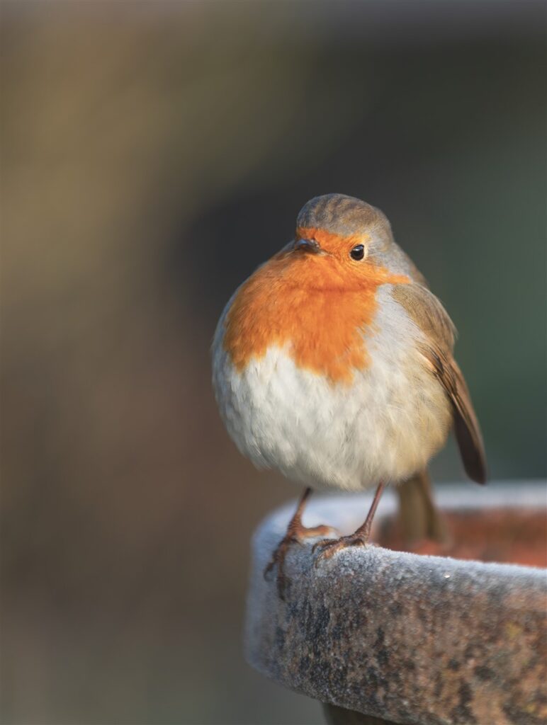 Cute and Puffed up Robin Photo Print- Putman and Robin