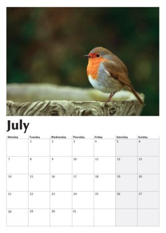 Bob the Robin Calendar - Putman and Robin's Shop