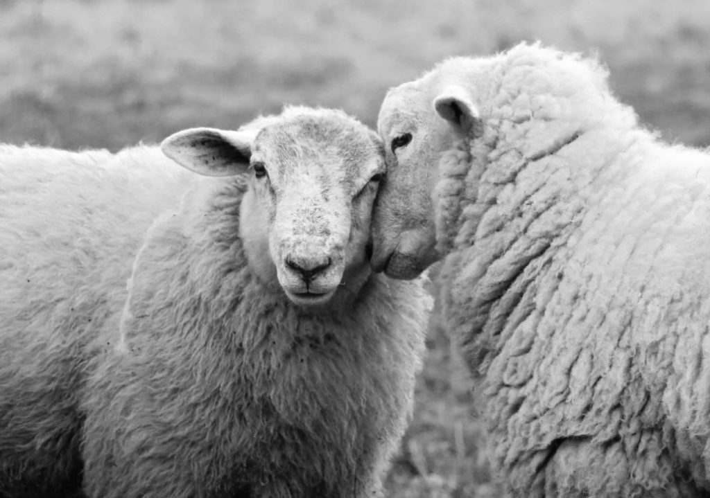 Sheep Prints - Putman and Robin