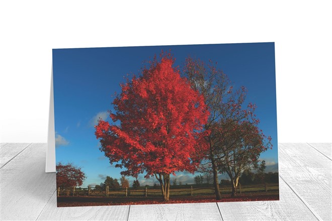 Beautiful Red Tree Greeting Card - Putman and Robin