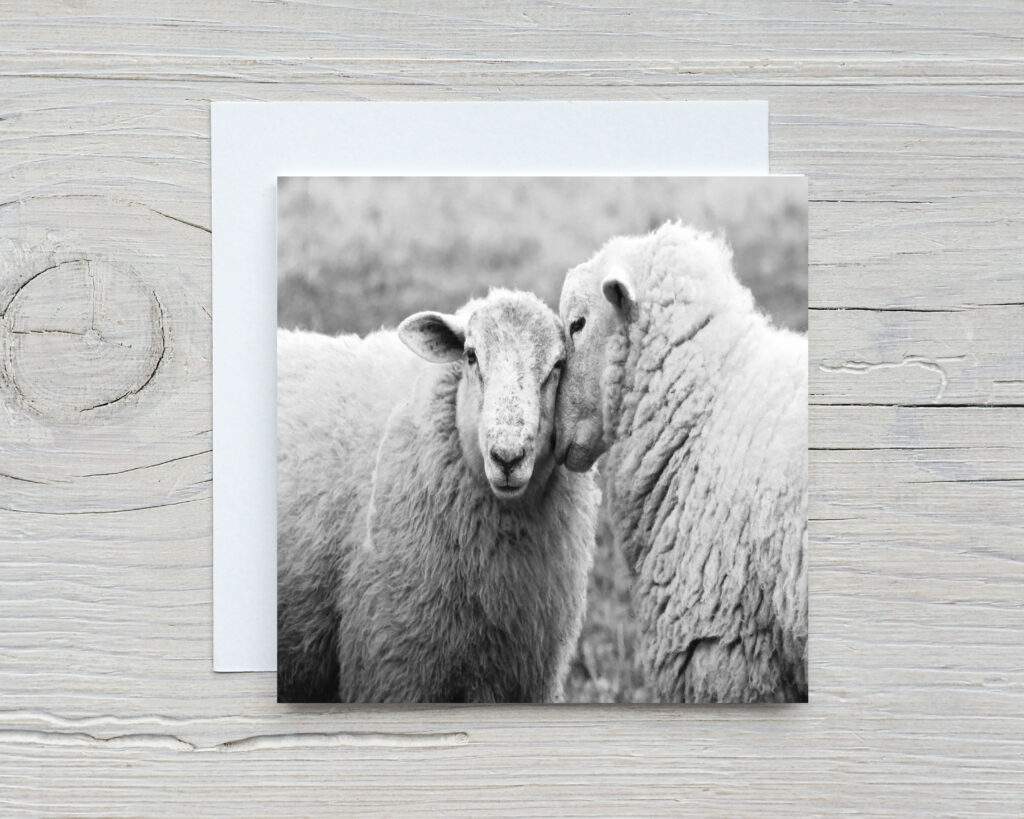 Sheep Greeting Card - Putman and Robin