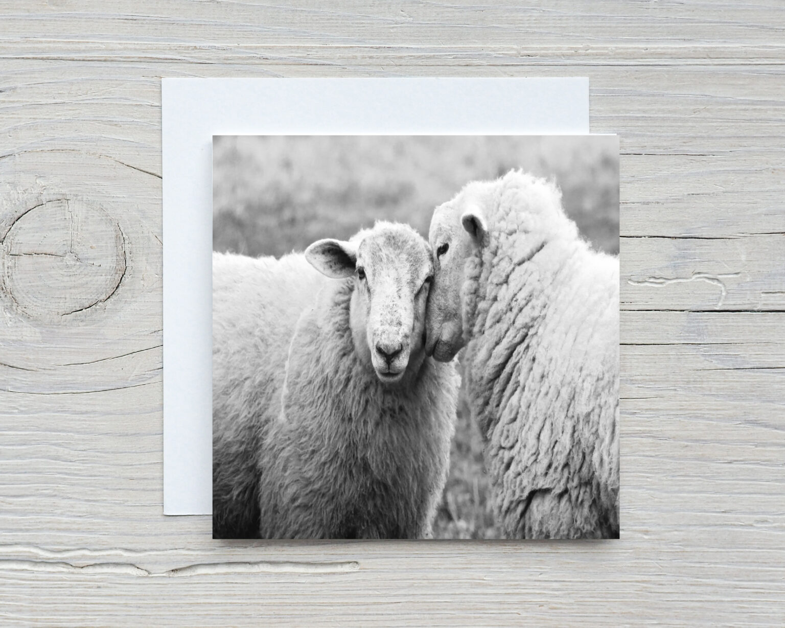 Sheep Greeting Card - Putman and Robin's Shop