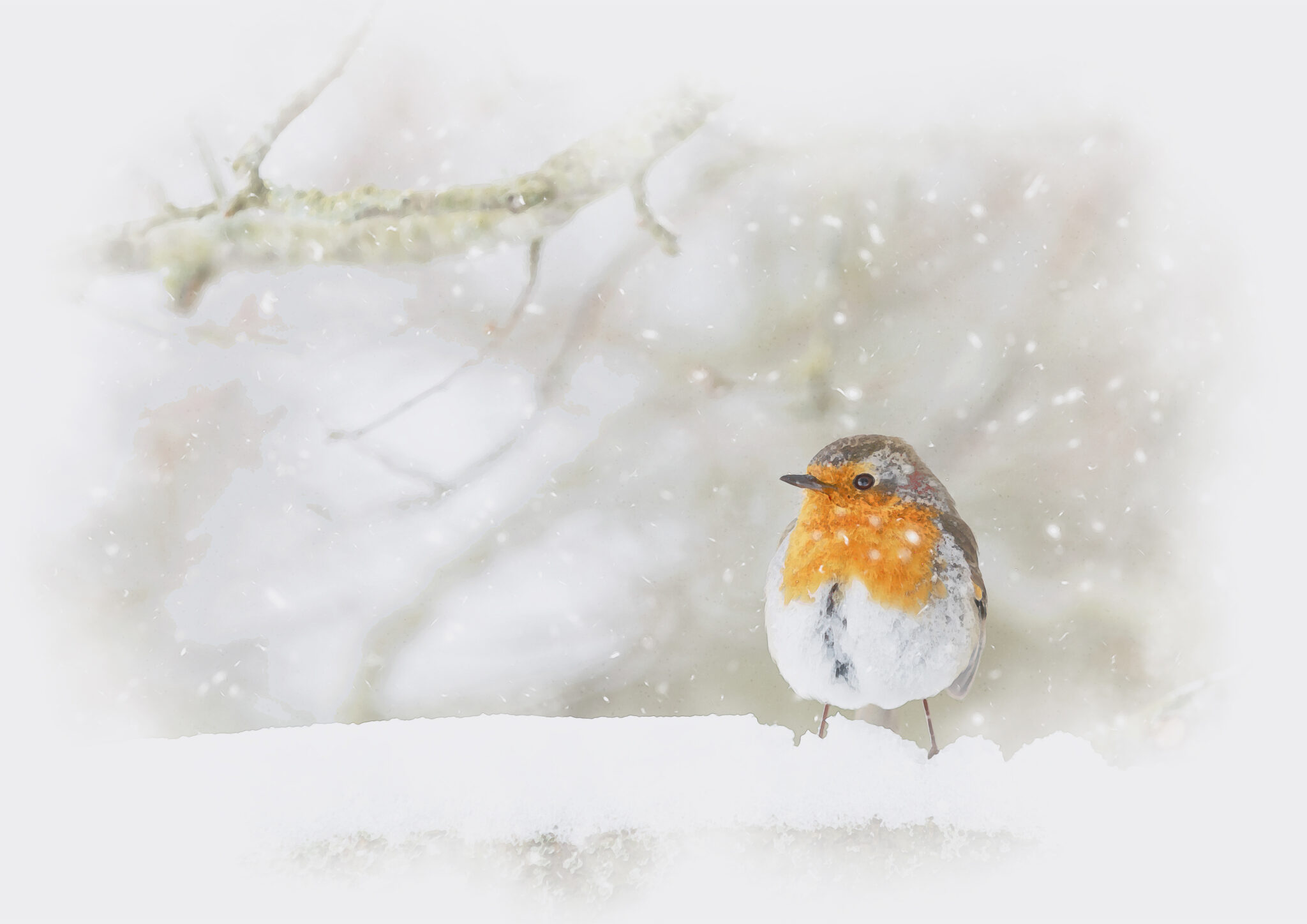 Bob the Robin in the Snow Looking Picturesque